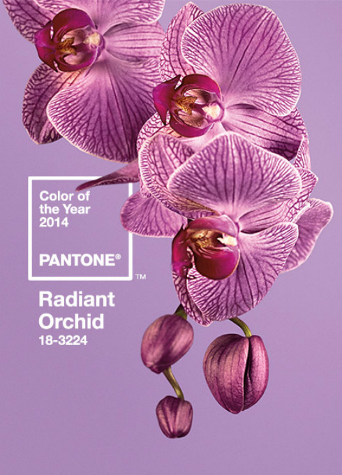Pantone ha elegido el “orquídea radiante” como el color del año 2014 ...